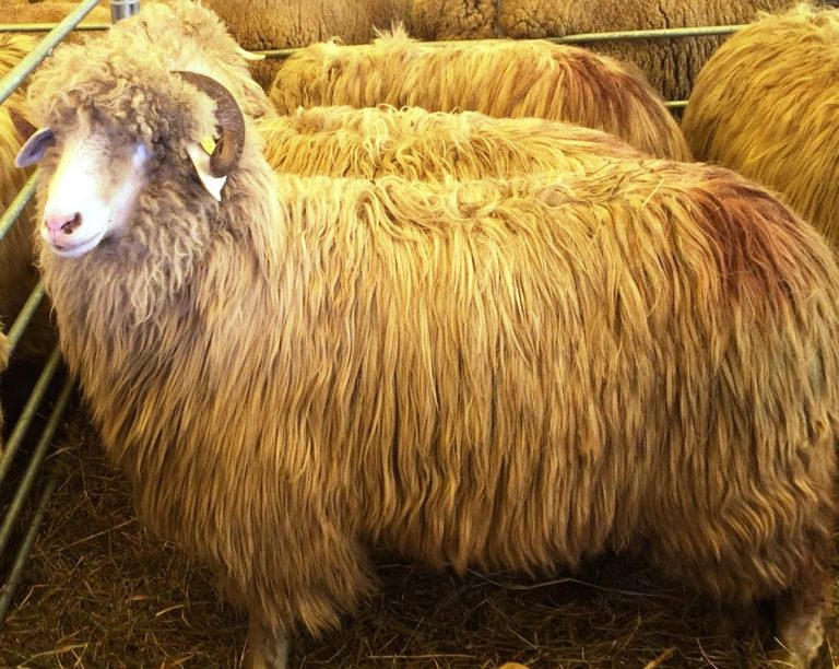 Turcana – EuroMeat