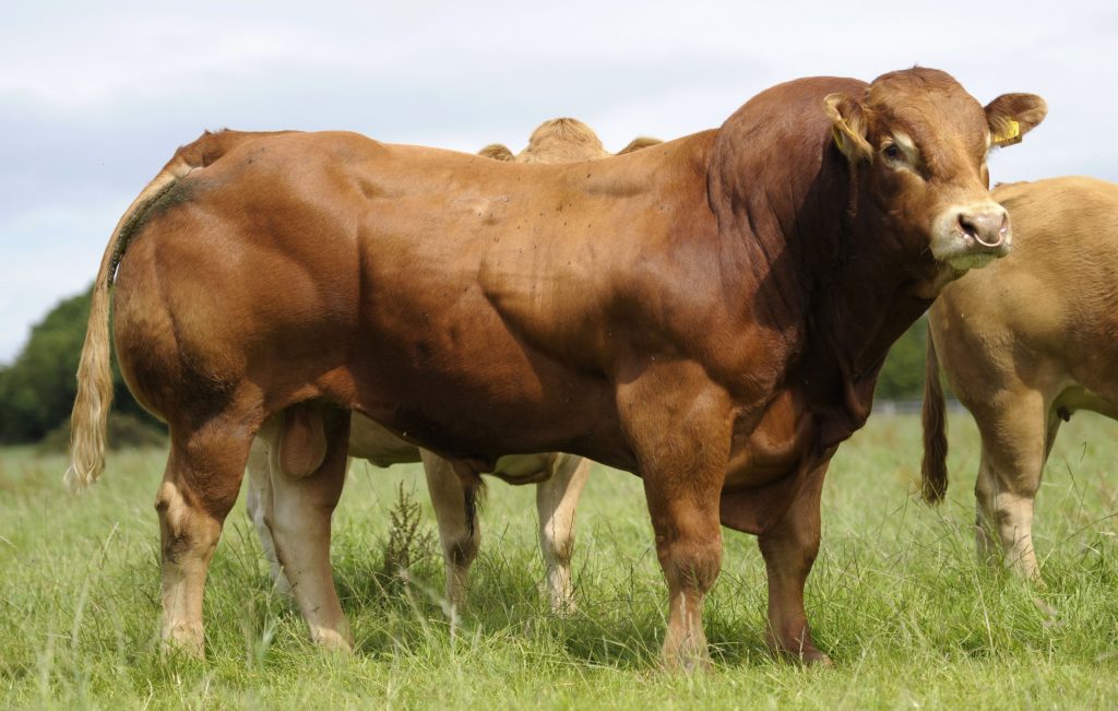 Limousine – EuroMeat