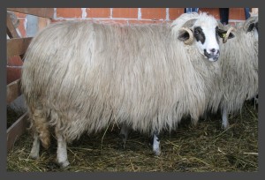 Rase oi pentru carne – EuroMeat – Euro Livestock & Meat Group